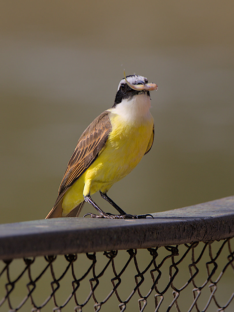 Foto bem-te-vi (Pitangus sulphuratus) Por Sussumu Yamada | Wiki Aves ...