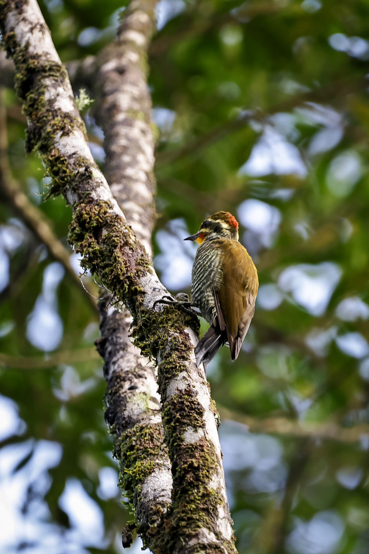 Foto pica-pau-dourado (Piculus aurulentus) Por André Camargo | Wiki ...