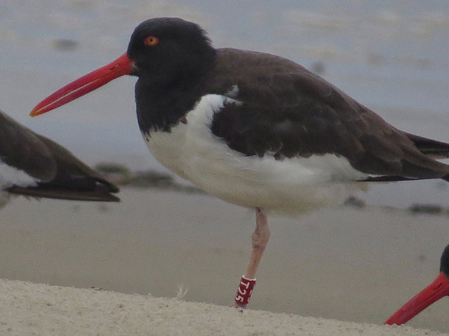 Foto piru-piru (Haematopus palliatus) Por Sandro Muller | Wiki Aves - A ...