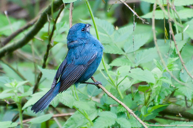 Foto azulinho (Cyanoloxia glaucocaerulea) Por Ivan Angelo | Wiki Aves ...