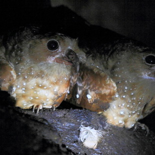 guácharo (Steatornis caripensis) | WikiAves - A Enciclopédia das Aves ...