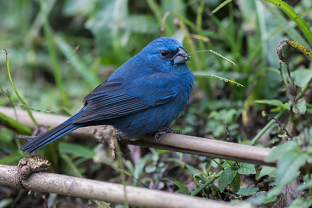 Foto azulinho (Cyanoloxia glaucocaerulea) Por Marcelo Feliti | Wiki ...
