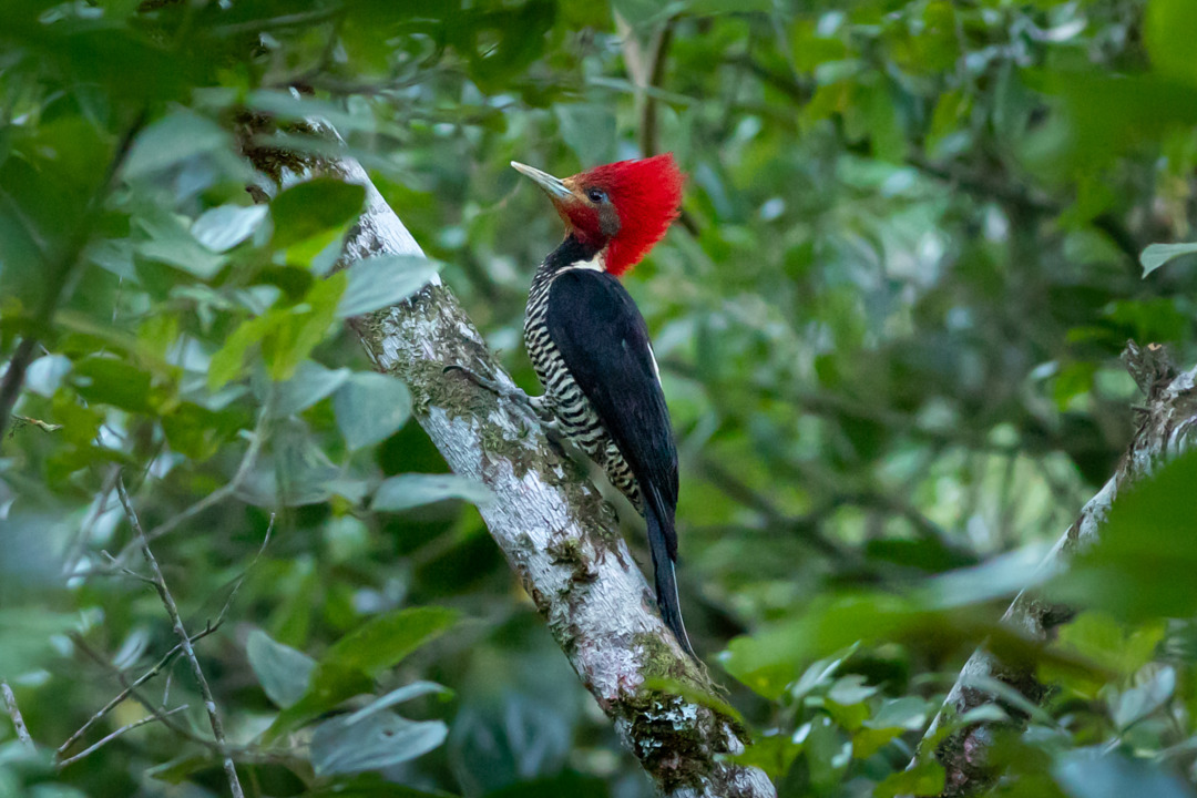 Foto pica-pau-de-cara-canela (Celeus galeatus) Por Daniel Grandjean | Wiki Aves - A Enciclopédia ...