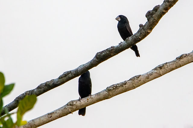 Foto bicudo (Sporophila maximiliani) Por Fernando Farias | Wiki Aves ...