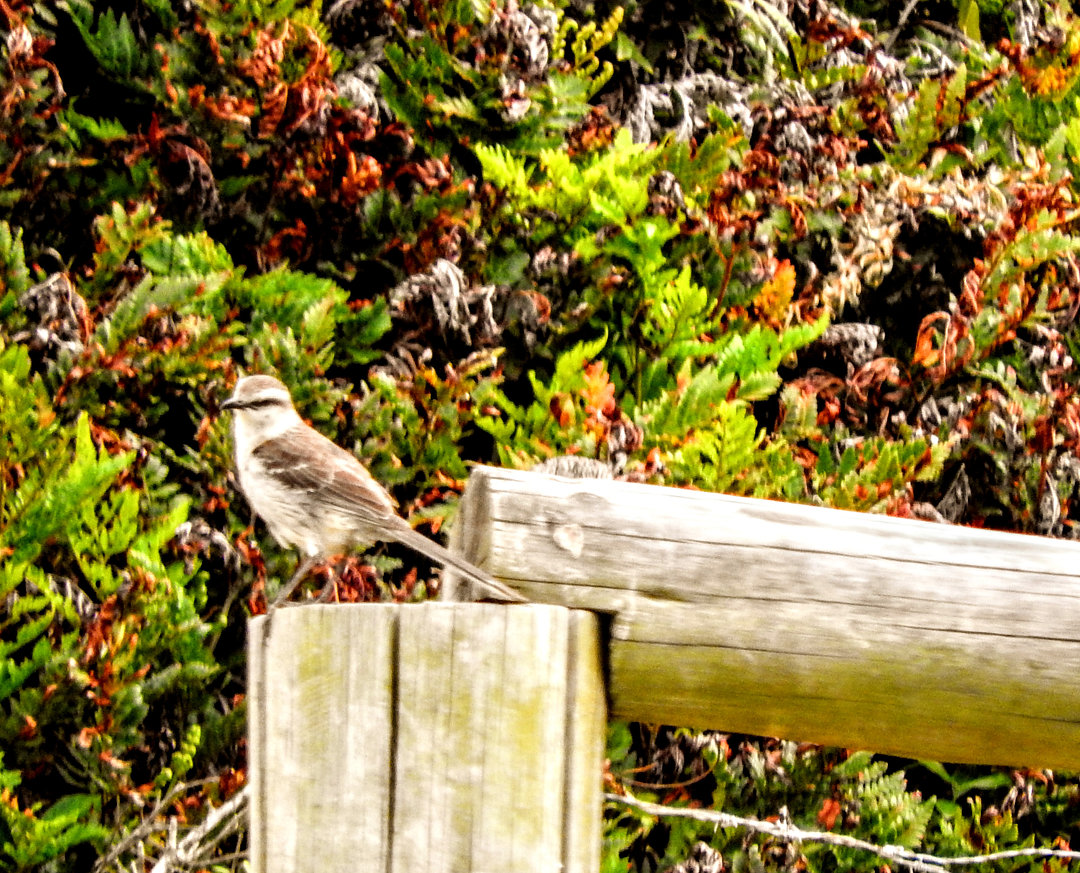 Foto sabiá-do-campo (Mimus saturninus) Por Rodrigo F. Fernandes | Wiki ...