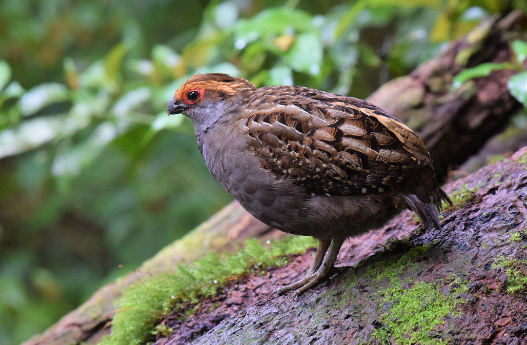 Foto uru (Odontophorus capueira) Por João B Santos | Wiki Aves - A ...