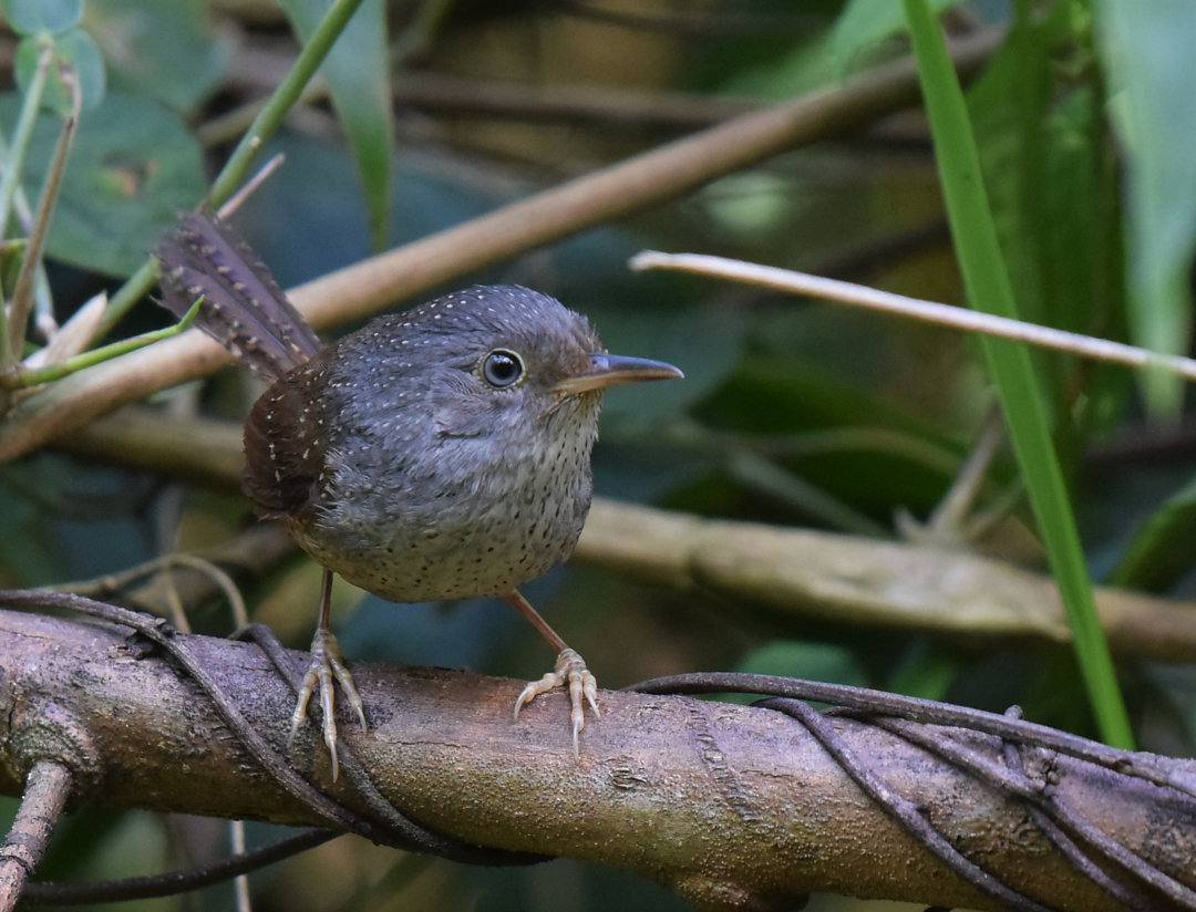 Foto tapaculo-pintado (Psilorhamphus guttatus) Por João B Santos | Wiki ...