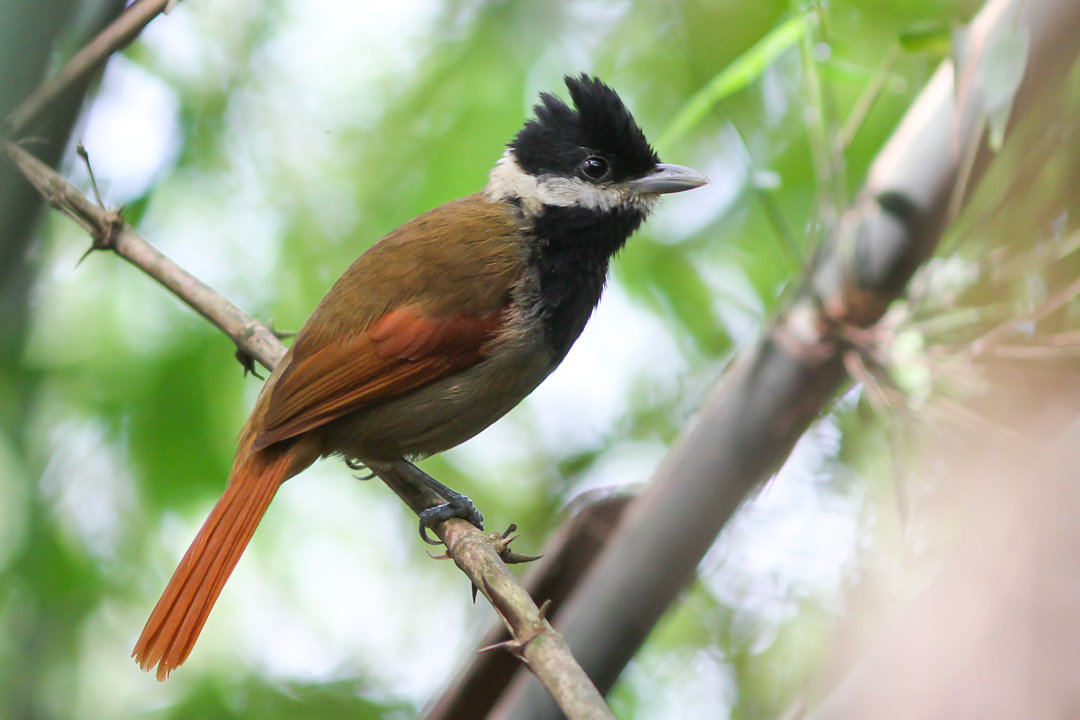 Foto papo-branco (Biatas nigropectus) Por Sérgio Messias | Wiki Aves ...