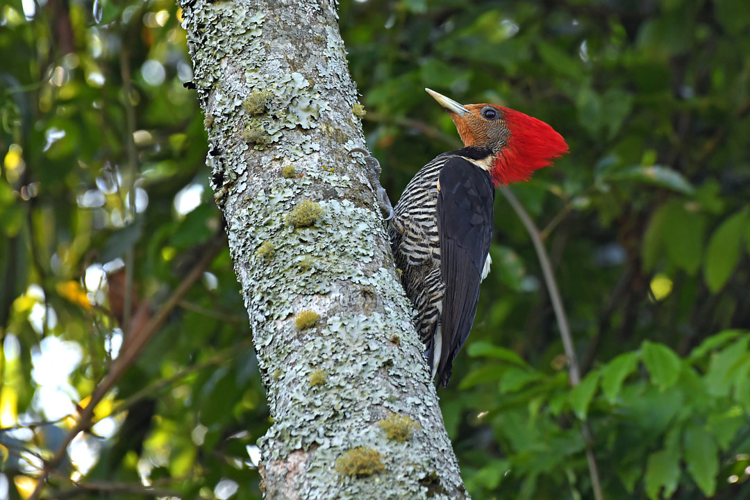 Foto pica-pau-de-cara-canela (Celeus galeatus) Por Rudimar Cipriani | Wiki Aves - A Enciclopédia ...