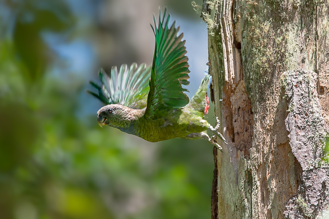 Foto maitaca-verde (Pionus maximiliani) Por Paulo Fenalti | Wiki Aves ...