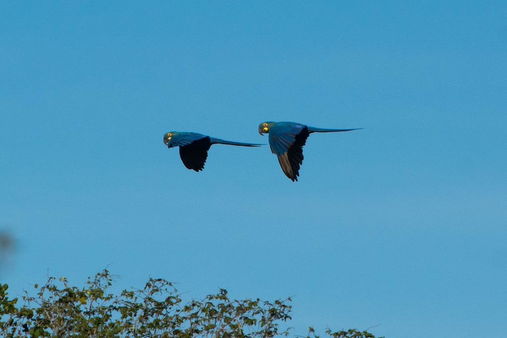 Foto arara-azul-de-lear (Anodorhynchus leari) Por Karlla Rios | Wiki ...