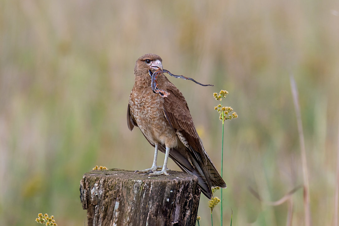 Foto chimango (Milvago chimango) Por Ademir Costa | Wiki Aves - A ...