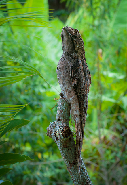 Foto urutau-pardo (Nyctibius aethereus) Por José Ronaldo de Araújo ...