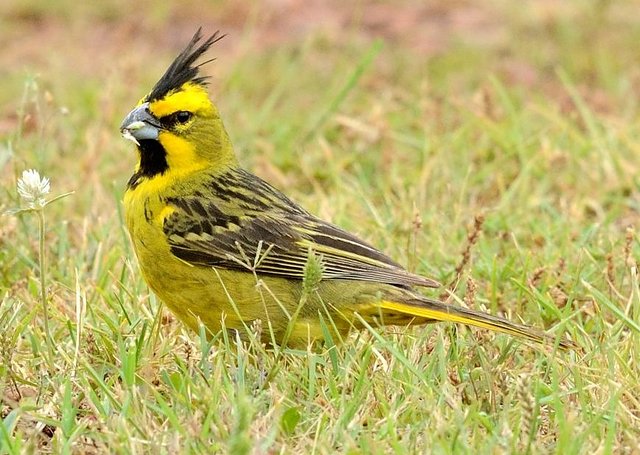 Foto cardeal-amarelo (Gubernatrix cristata) Por Alejandro Olmos | Wiki ...