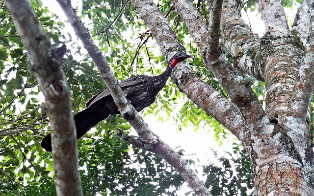 Foto jacucaca (Penelope jacucaca) Por Carlos Eduardo Moura | Wiki Aves ...