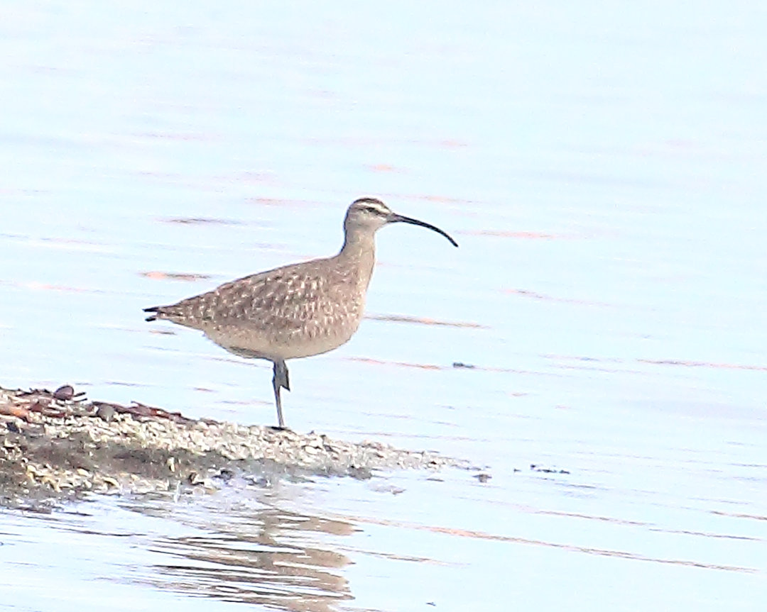 Foto maçarico-de-bico-torto (Numenius hudsonicus) Por Sergio Rabello ...