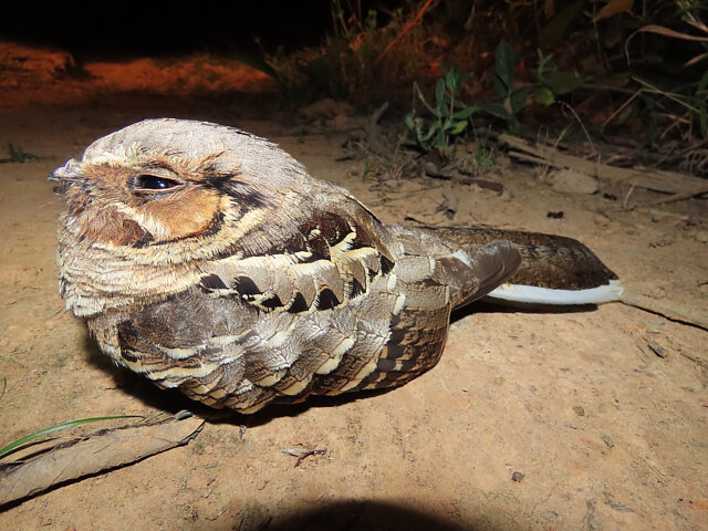 Foto bacurau (Nyctidromus albicollis) Por Raisson T. Rodrigues | Wiki ...
