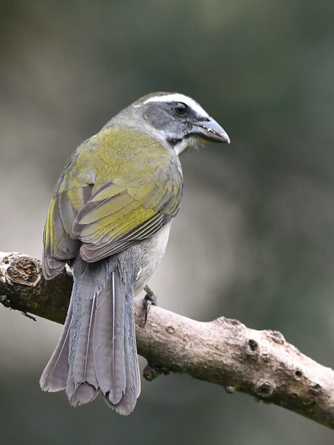 Foto trinca-ferro (Saltator similis) Por Rubia W. Speck Loes | Wiki ...