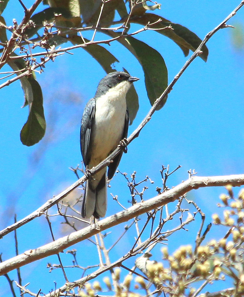 Foto capacetinho-do-oco-do-pau (Microspingus cinereus) Por João Batista ...