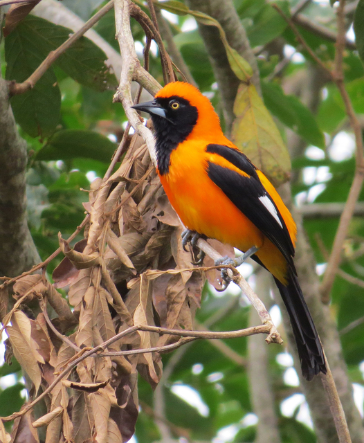 Foto joão-pinto (Icterus croconotus) Por Valcir Muzi | Wiki Aves - A ...