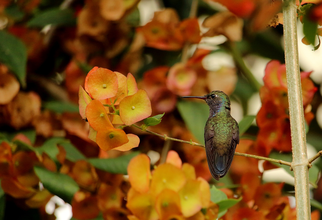 Foto beija-flor-de-peito-azul (Chionomesa lactea) Por Jose G. Oliveira ...