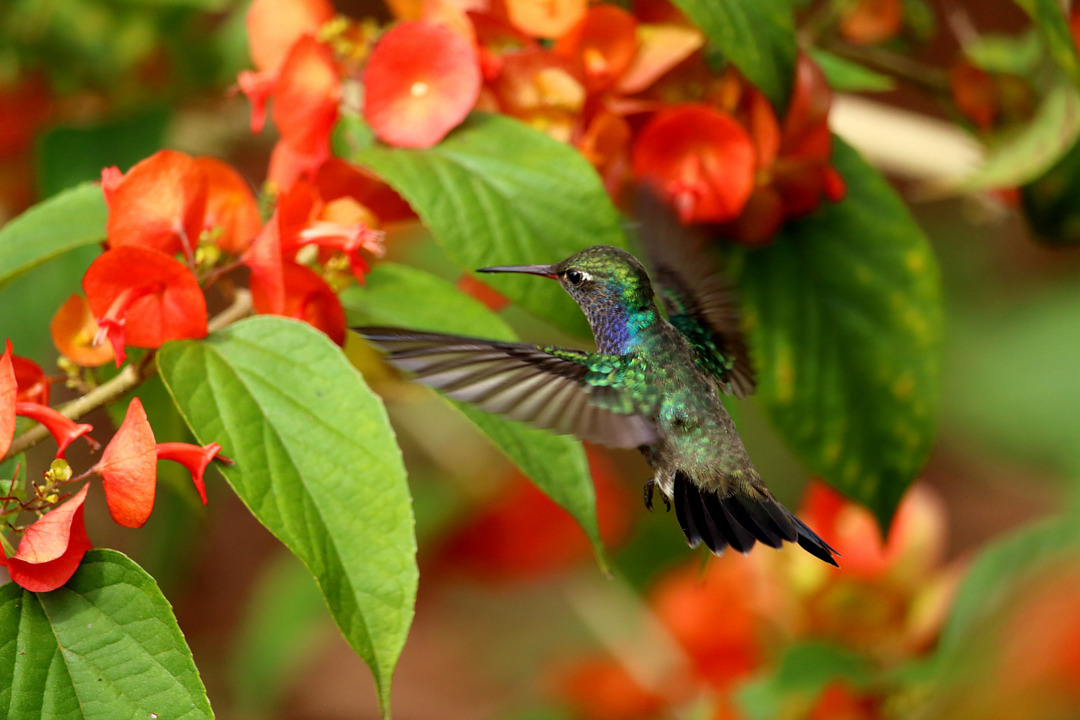 Foto beija-flor-de-peito-azul (Chionomesa lactea) Por Jose G. Oliveira ...