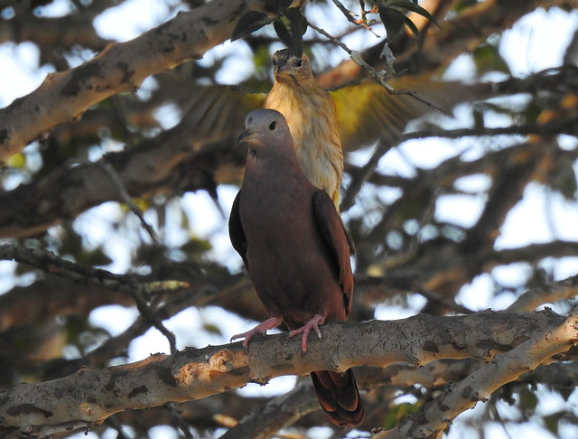Foto rolinha-roxa (Columbina talpacoti) Por Marcelo Schmidt Roberti ...