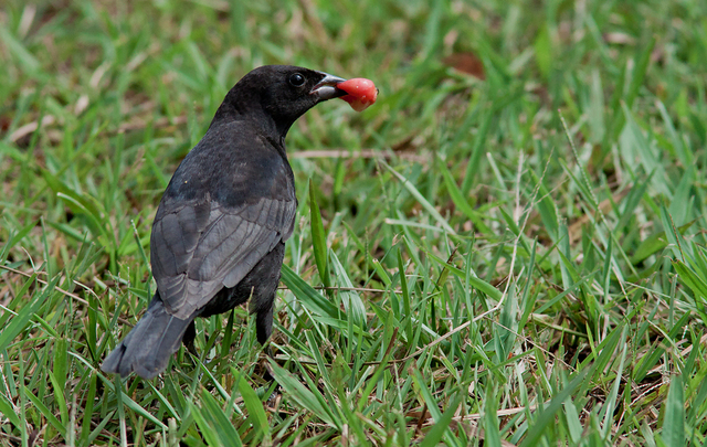 Foto chupim (Molothrus bonariensis) Por Douglas Fernandes | Wiki Aves ...