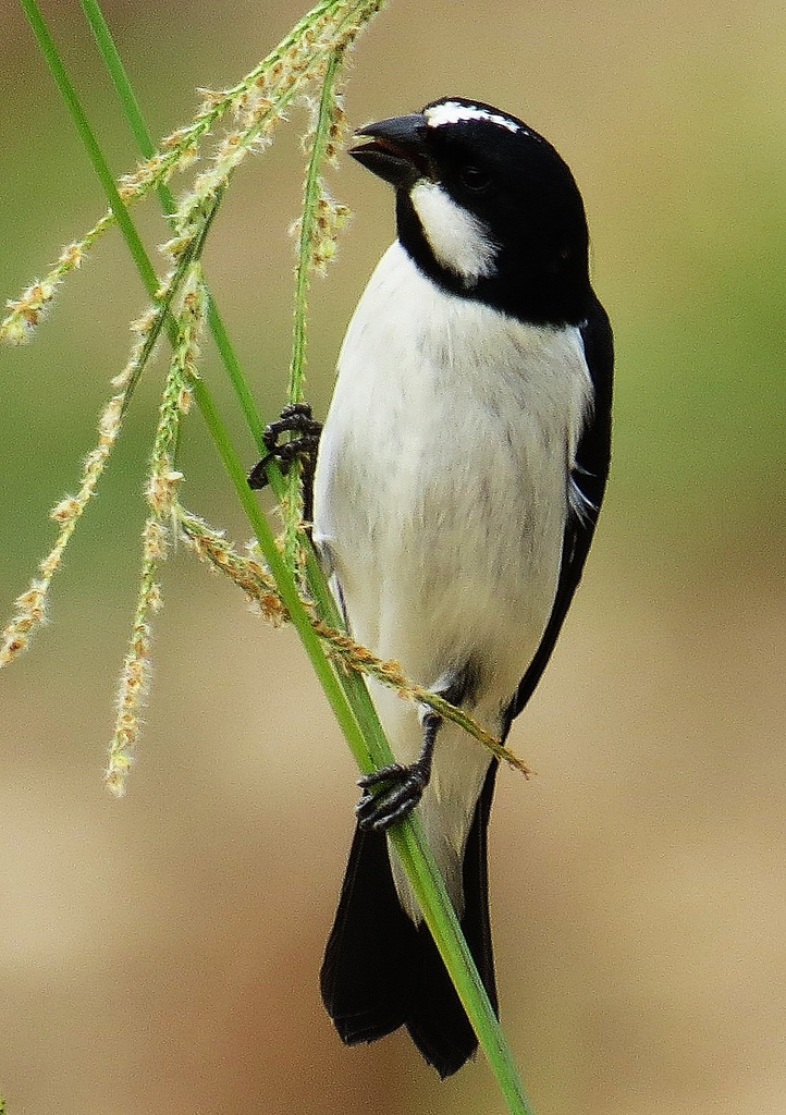Foto bigodinho (Sporophila lineola) Por Gerson S. Horikawa | Wiki Aves ...