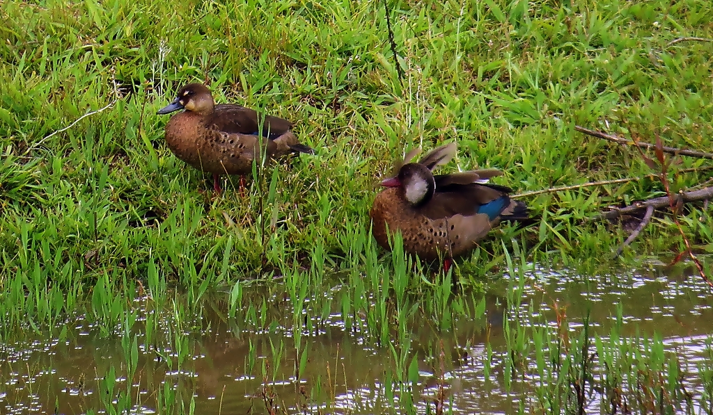 Foto marreca-ananaí (Amazonetta brasiliensis) Por Renato Paiva | Wiki ...