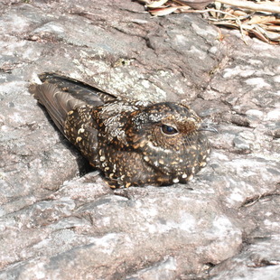 bacurau-de-roraima (Hydropsalis roraimae) | WikiAves - A Enciclopédia ...