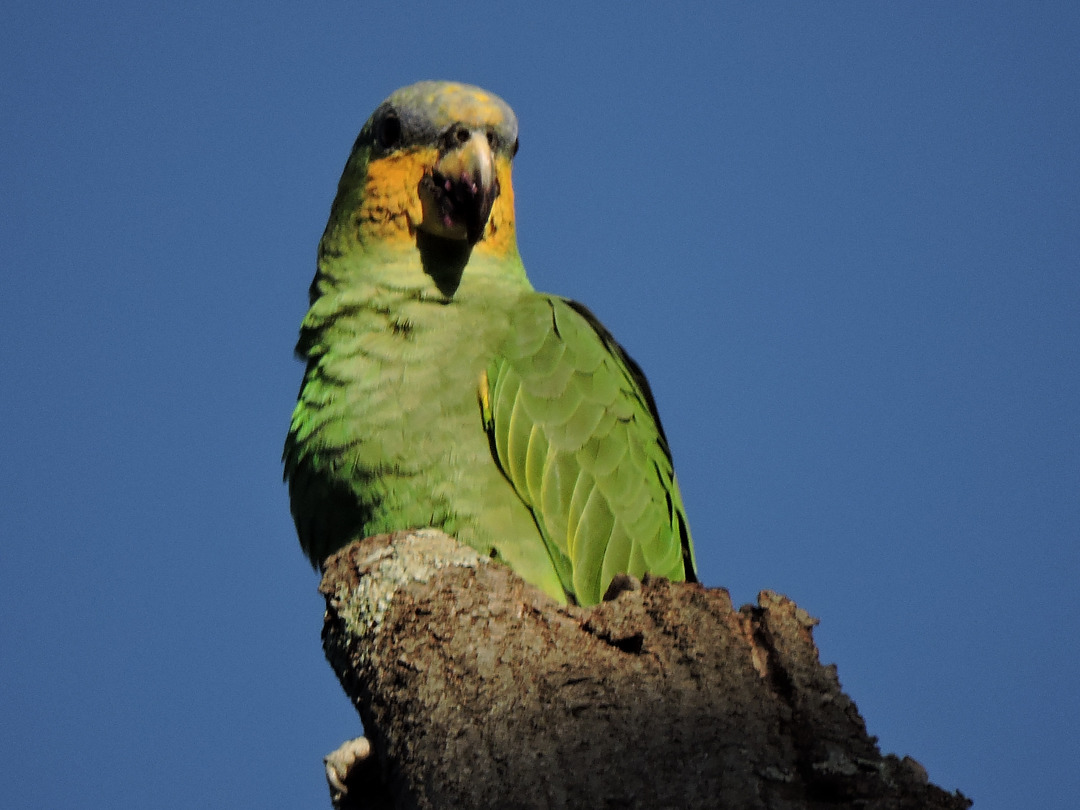 Foto curica (Amazona amazonica) Por Mauro Santos | Wiki Aves - A ...