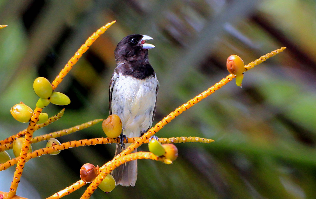 Foto baiano (Sporophila nigricollis) Por Bárbara Walmsley | Wiki Aves ...
