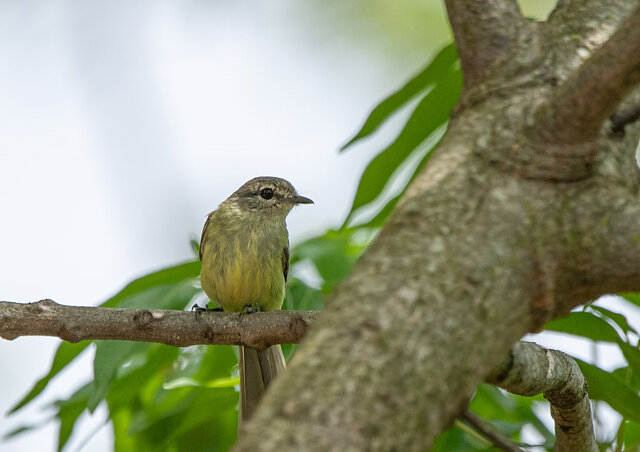 Foto maria-pechim (Myiopagis gaimardii) Por José Pireni | Wiki Aves - A ...