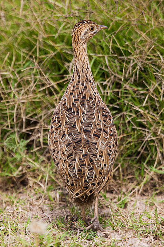 Foto codorna-amarela (Nothura maculosa) Por Marco Guedes | Wiki Aves ...