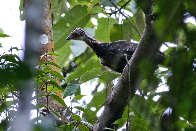 jacucaca (Penelope jacucaca) | WikiAves - A Enciclopédia das Aves do Brasil