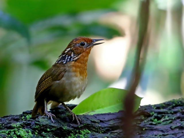 Foto uirapuru-da-guiana (Cyphorhinus arada) Por Carmen Lúcia Bays ...