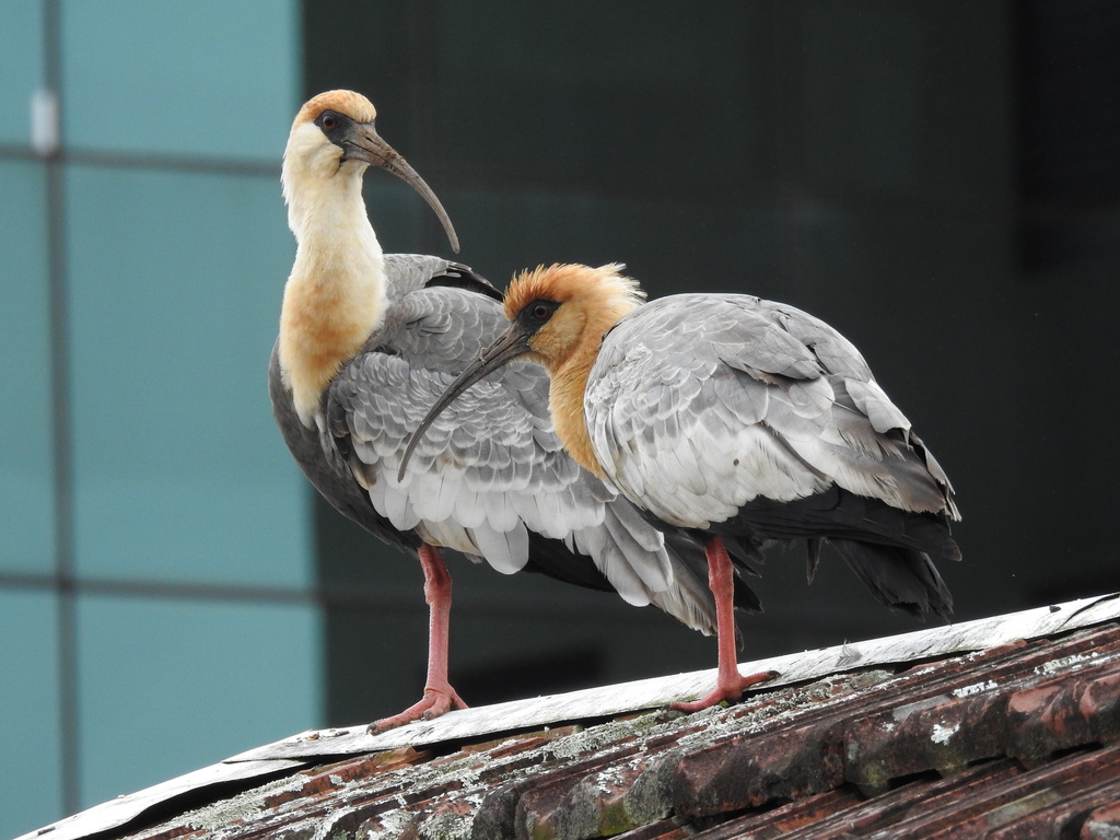 Foto curicaca (Theristicus caudatus) Por Claudio Cesar | Wiki Aves - A ...