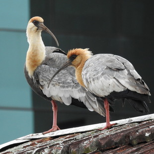 curicaca (Theristicus caudatus) | WikiAves - A Enciclopédia das Aves do ...