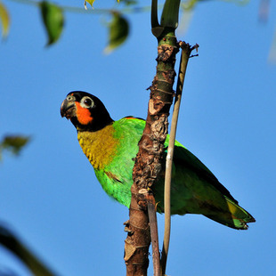 curica-de-bochecha-laranja (Pyrilia barrabandi) | WikiAves - A ...