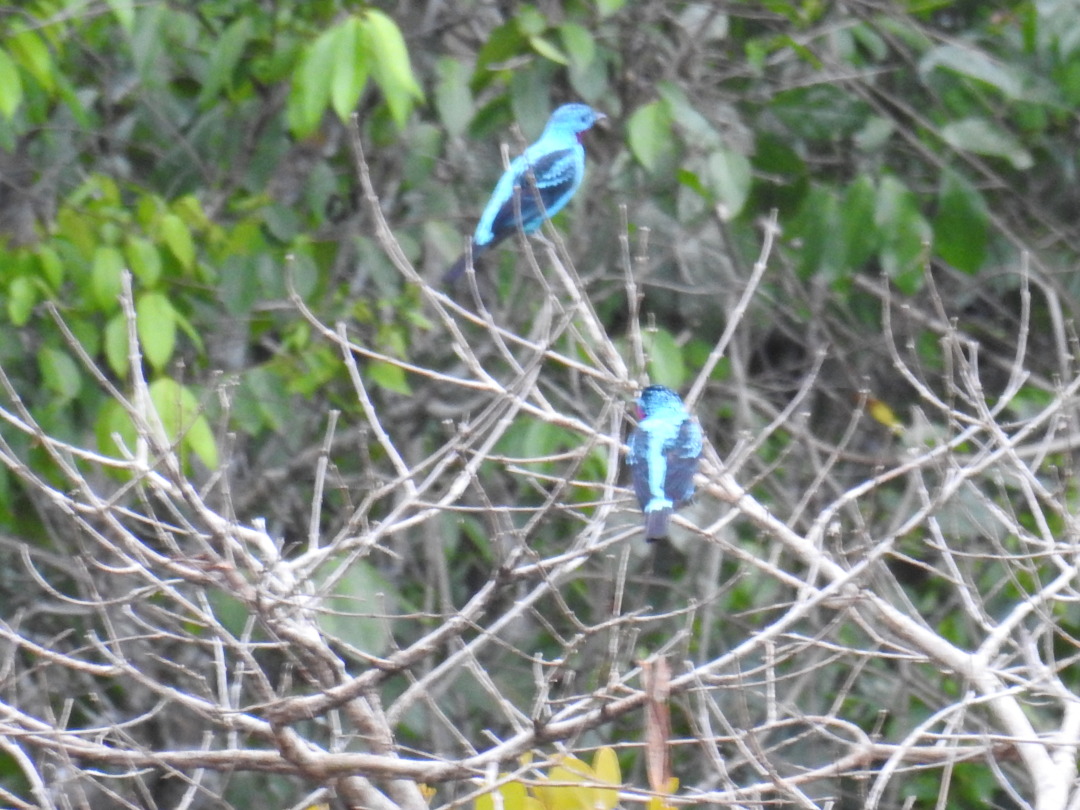 Foto anambé-azul (Cotinga cayana) Por Paulo Boute | Wiki Aves - A ...