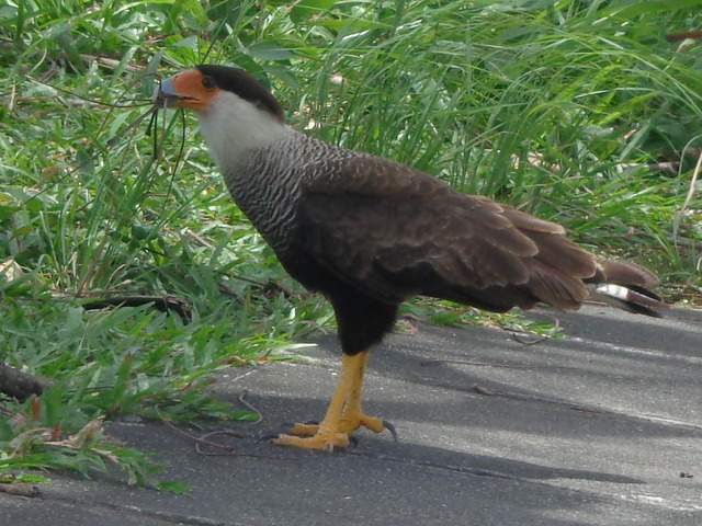 Foto carcará (Caracara plancus) Por Davison Alves | Wiki Aves - A ...