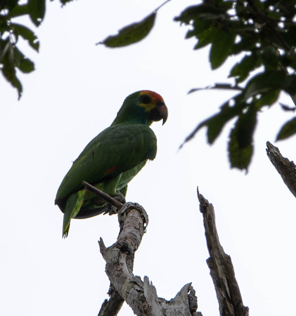 Foto chauá (Amazona rhodocorytha) Por Oswaldo Rezende | Wiki Aves - A ...