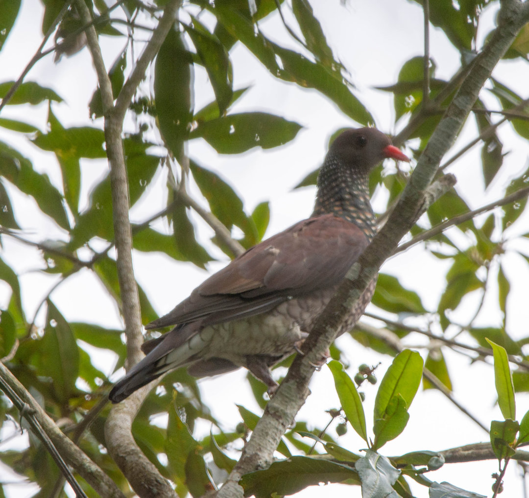 Foto pomba-trocal (Patagioenas speciosa) Por Oswaldo Rezende | Wiki ...