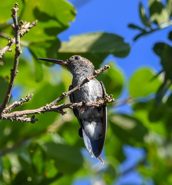 Foto beija-flor-de-peito-azul (Chionomesa lactea) Por Oswaldo Rezende ...