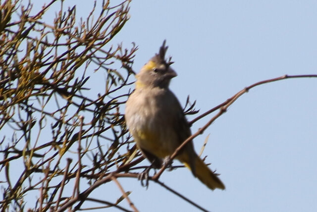 Foto cardeal-amarelo (Gubernatrix cristata) Por Jose Tarasconi | Wiki ...