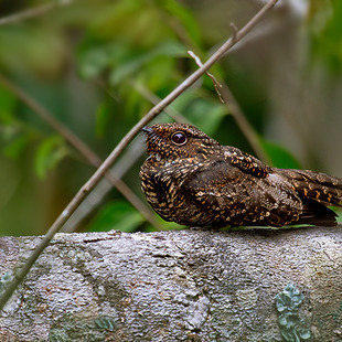 bacurau-de-lajeado (Nyctidromus nigrescens) | WikiAves - A Enciclopédia ...