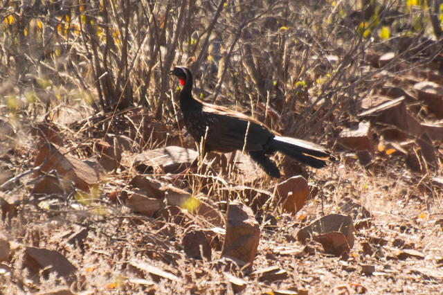 Foto jacucaca (Penelope jacucaca) Por Karlla Rios | Wiki Aves - A ...