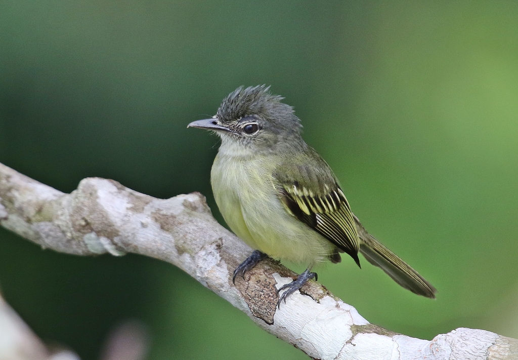 Foto bico-chato-da-copa (Tolmomyias assimilis) Por Lindolfo Souto ...