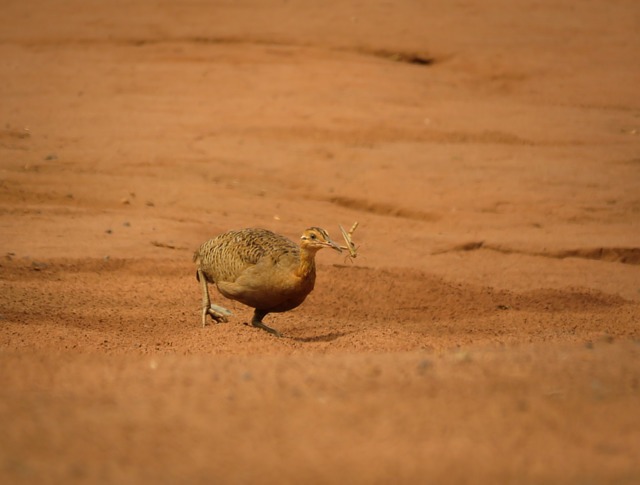 Foto perdiz (Rhynchotus rufescens) Por Arthur Gomes | Wiki Aves - A ...